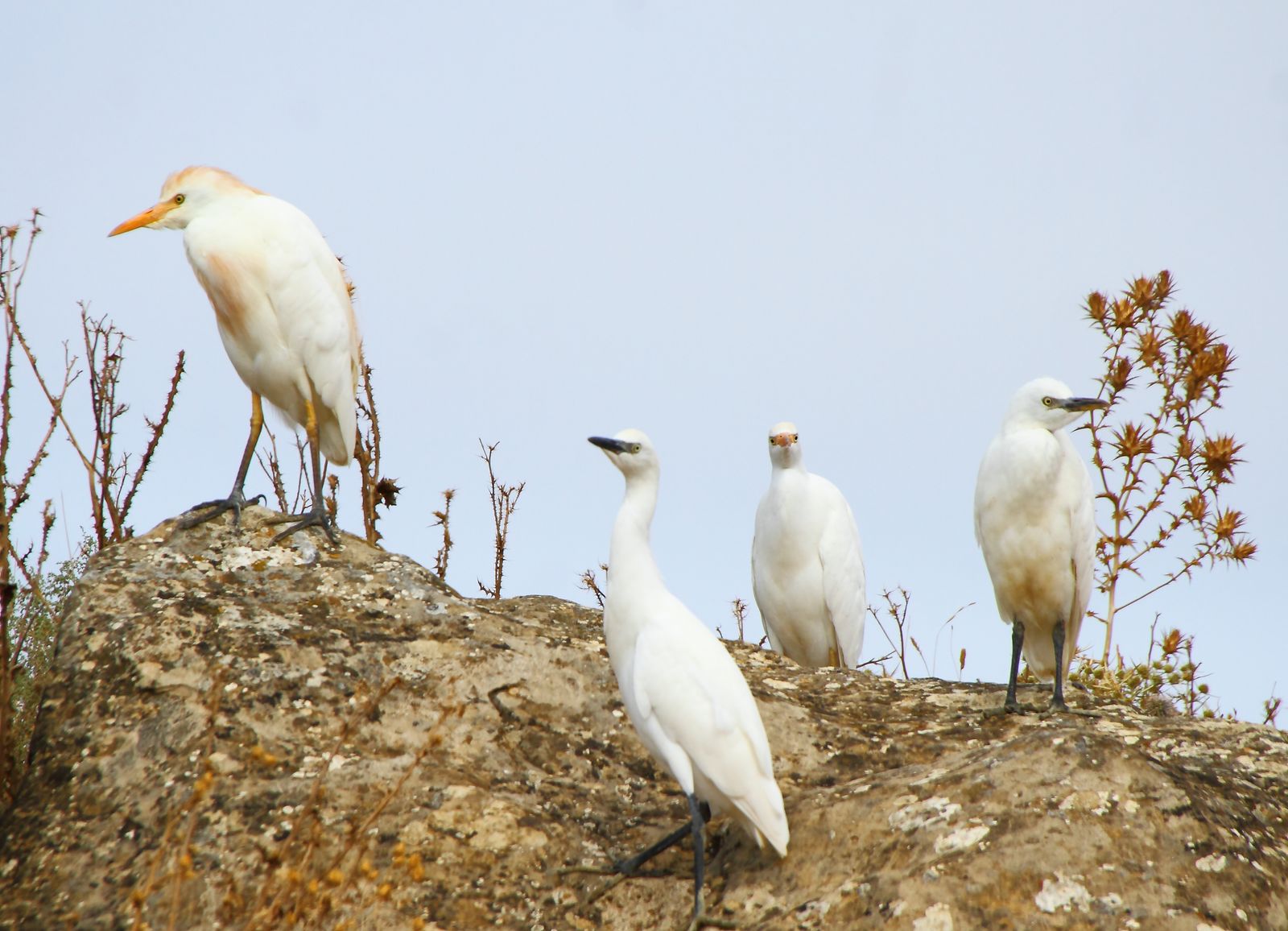 AVES DEL CIELO - BIRDS OF HEAVEN: CICONIIFORMES-AVES ZANCUDAS